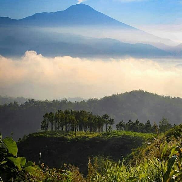 Pariwisata Provinsi Jawa Tengah | Artikel | Hutan Pinus Sawangan ...
